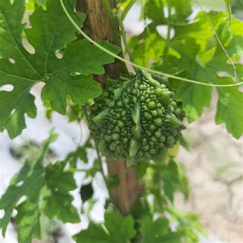 Bitter Gourd Small Bolder Seeds High Yield Crisp Fruits Easy To Grow
