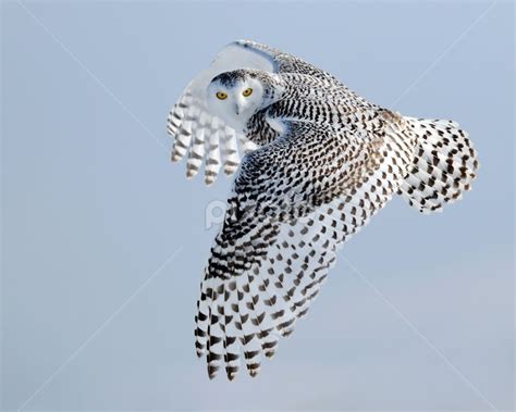 Snowy Owl Flying