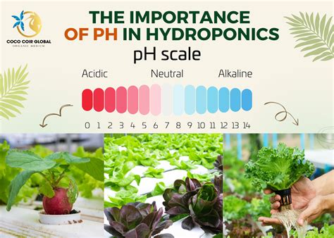 General Knowledge Coco Coir Global Vietnam