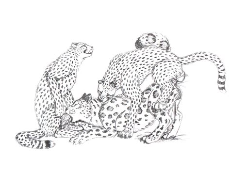 Rule 34 Anal Anal Sex Balls Bite Cheetah Claws Cum Cum Inside Feline Feral Foxywolf Fur Furry