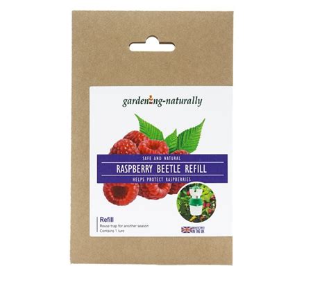 Raspberry Beetle Traps And Refills Gardening Naturally