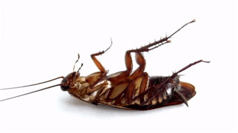 Spinning Cockroach  Dancing Cockroach Meme  Voqcvf