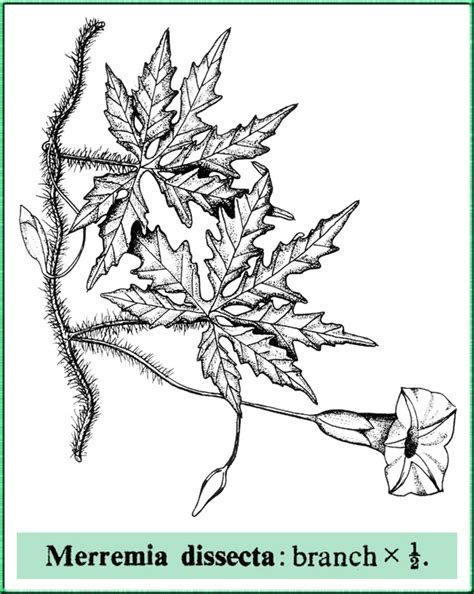 Merremia Dissecta In Flora Of Pakistan
