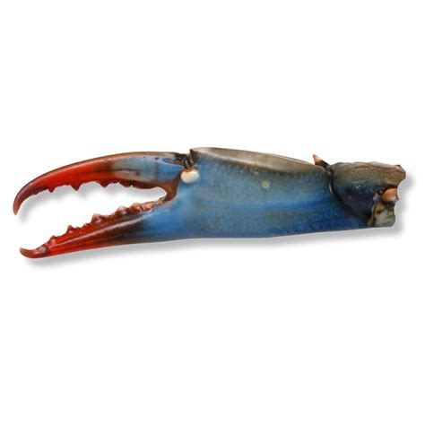 Order Fresh Crab Blue Claw And Delivery In 8 Hours