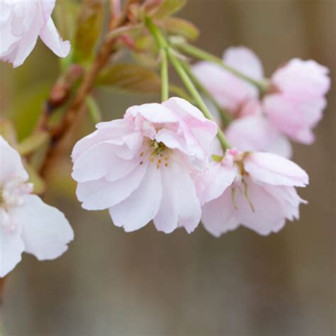 Prunus Pink Champagne Cherry Blossom Tree