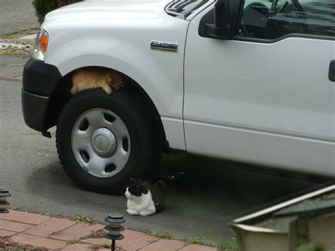 Just Cats Being Cats Imgur