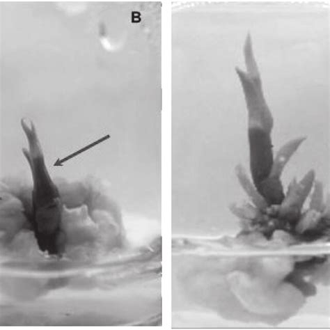 Growth Development Pattern Of Nodal Segment In Vitro Culture Of V Download Scientific Diagram