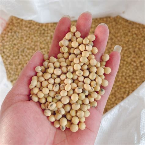 Organic Soybeans Premium Quality Non Gmo High Nutritional Value