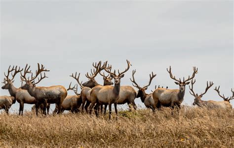 Tule Elk Hemmed In By High Fence Are Languishing In California Drought