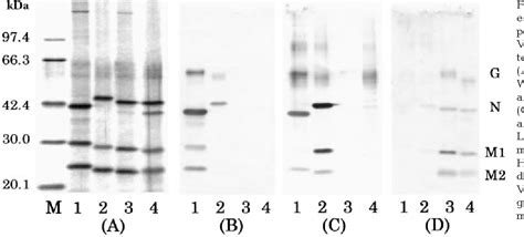 Figure 4 From An Outbreak Of Vhsv Viral Hemorrhagic Septicemia Virus Infection In Farmed