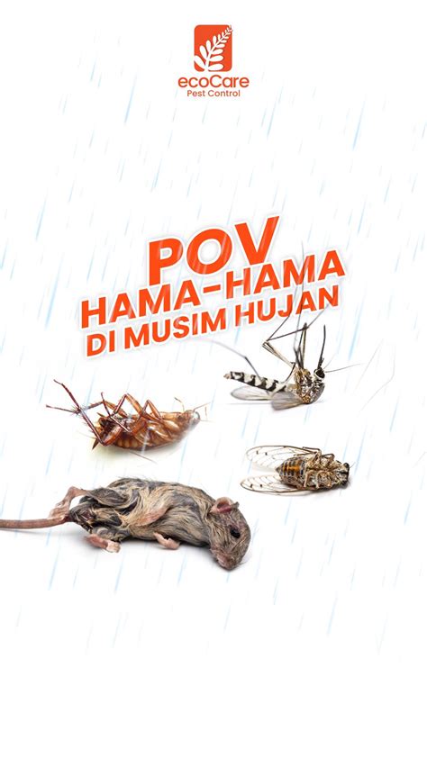 Ecocare Pest Control Ecocarepestcontrol • Instagram Photos And Videos