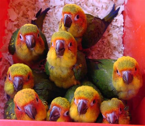Bird Directory Sun Conure