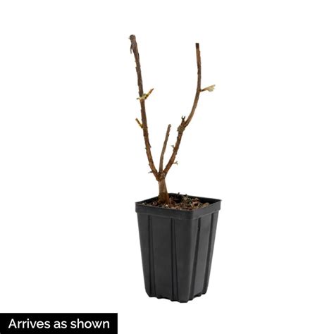 Ruby Slippers Hydrangea Dwarf Oakleaf Hydrangea Spring Hill