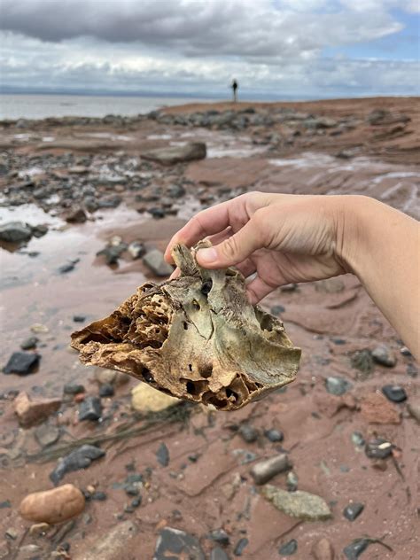 Help Identifying Bone Rbonecollecting