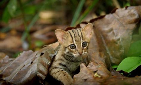 Meet The Worlds Smallest Wild Cat The Rusty Spotted Cat Gallery