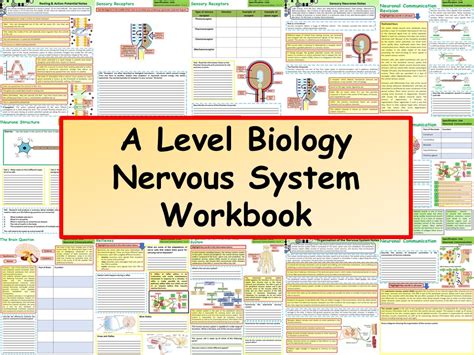 A Level Biology The Nervous System Workbook Teaching Resources