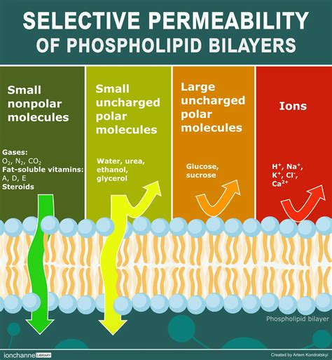Selective Permeability