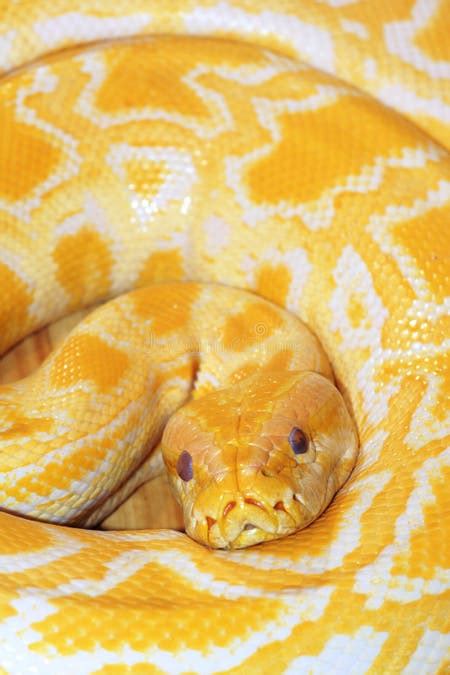 Gold Python Stock Image Image Of Wild Life Molurus 35135299