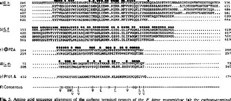 Figure 5 From Modular Design Of The Enterococcus Hirae Muramidase 2 And