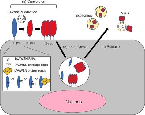 Possible Steps Of Prpsc Propagation A Iavwsn Infection Induces The