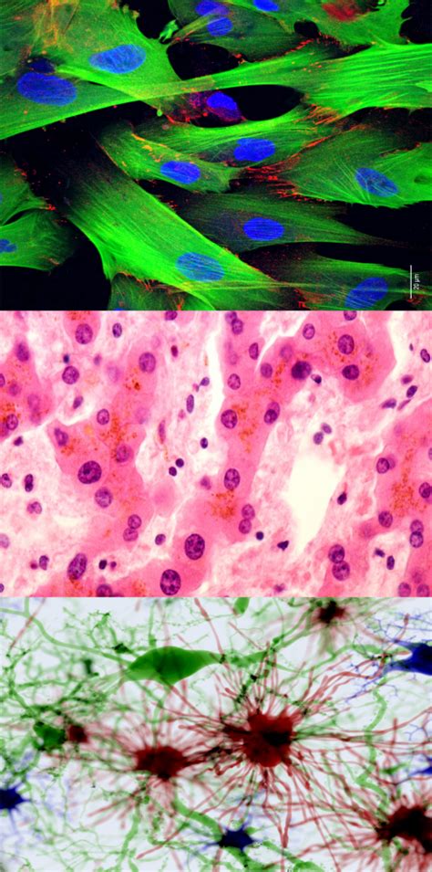 Ipsc Derived Cells Amsbio
