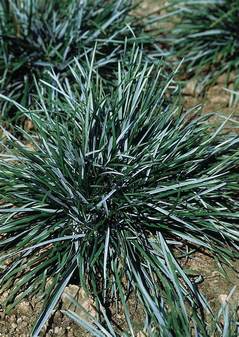Sesleria Caerulea00 Emory Knoll Farms Emory Knoll Farms