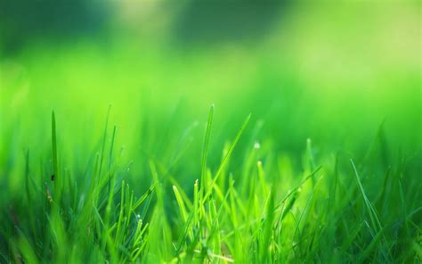 339122 Green Grass Wallpapers Green Grass By Sirdanielftq