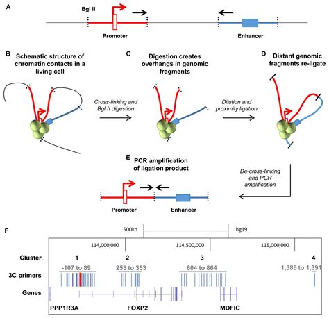 Frontiers Mapping Of Human Foxp2 Enhancers Reveals Complex Regulation