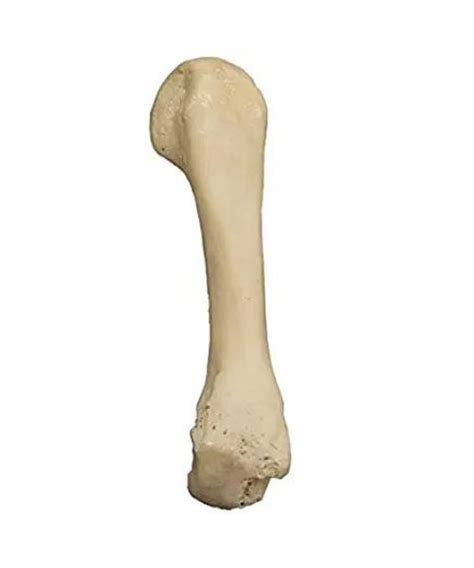 Real Human Finger Bones