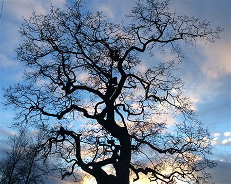Gary Oak Tree