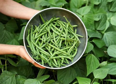 Bush Beans Vs Pole Beans How They Differ And Which One Is Better Plants Heaven