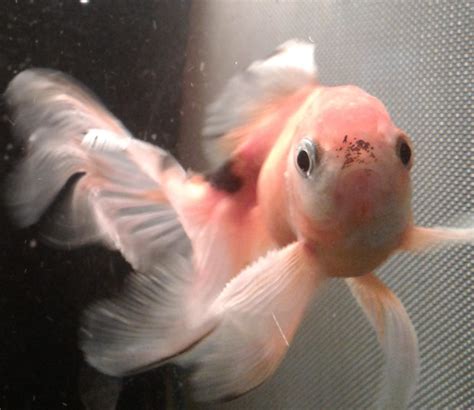 Ich Fungus Or Mating Tubercles Rgoldfish