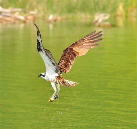 Water Birds Of The Wells Project Douglas County Pud