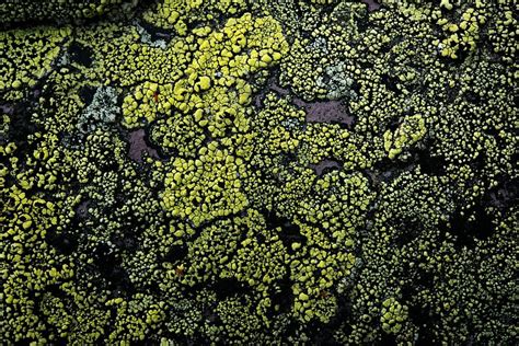 Algae Background Images Free Photos Png Stickers Wallpapers