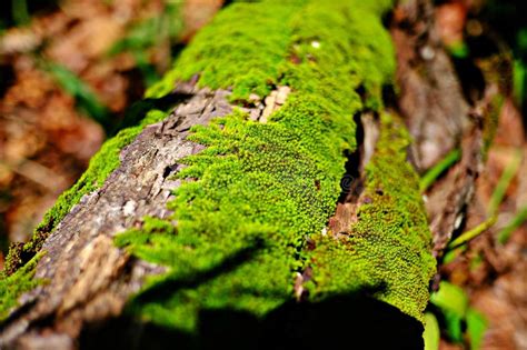 moss on a tree trunk stock image image of background 366180409