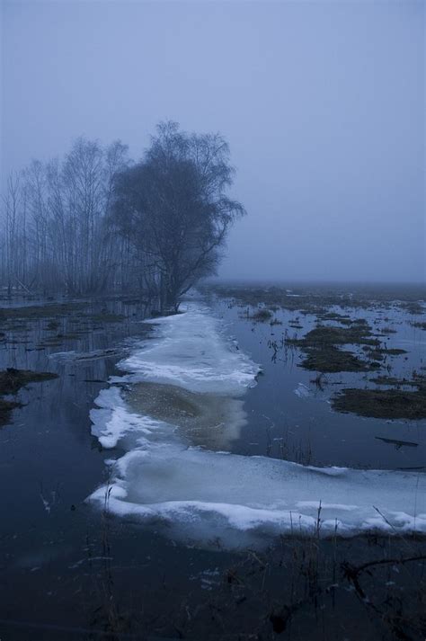 Frozen Marsh