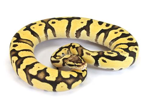 Od Pastel Fire Markus Jayne Ball Pythons