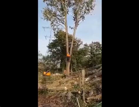 Wait For It Man Gets Into Horrific Accident While Cutting Down A Tree