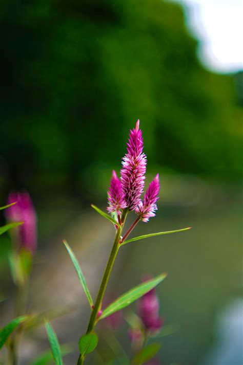 Stem Background Photos Download The Best Free Stem Background Stock