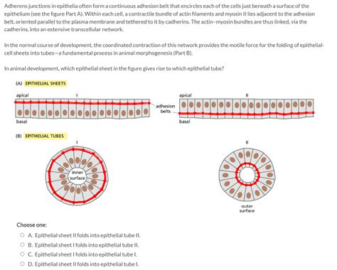Solved Adherens Junctions In Epithelia Often Form A Chegg