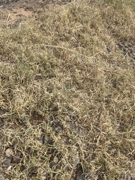 Buffalograss From Plains Tx 79355 Usa On September 25 2021 At 0338