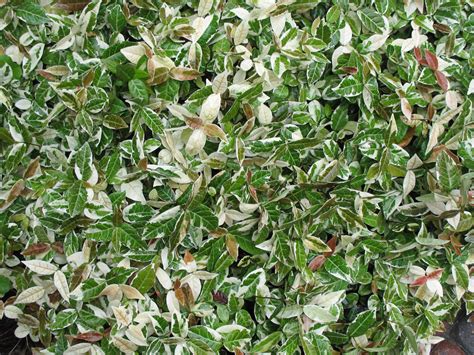 Online Plant Guide Trachelospermum Asiaticum Tricolor Variegated