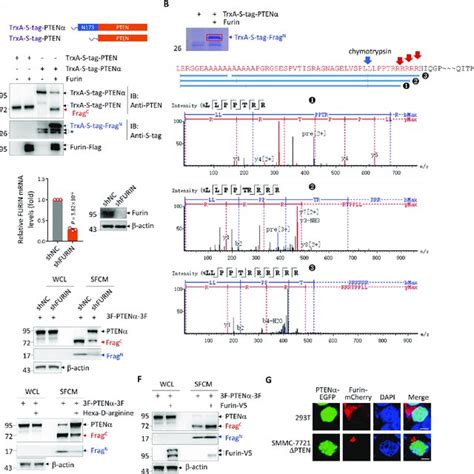 Ptenα Is Efficiently Cleaved In The Extracellular Space A Download Scientific Diagram