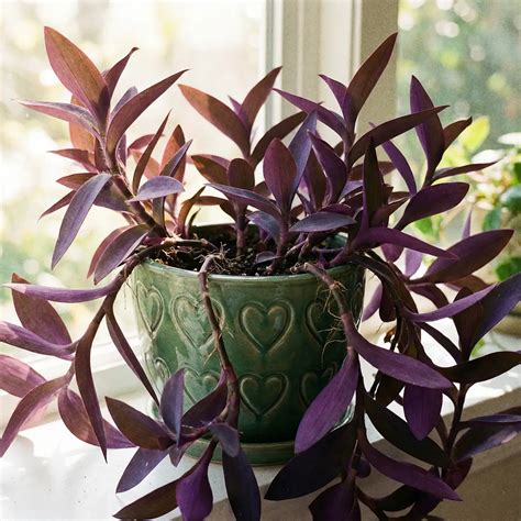Purple Heart Plant Care Keep Leaves Deeply Purple Houseplant 101