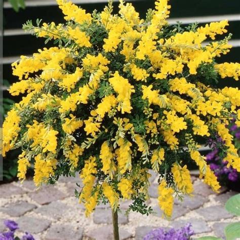 خرید و قیمت گل یاس درختی طاووسی بسیار معطر سایز متوسط از غرفه گلخانه باغ بهشت