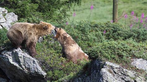 Trail With Bear Nj Bears House Attacked Trail Shelter Closed As
