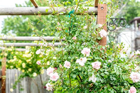 Climbing Rose Requirements
