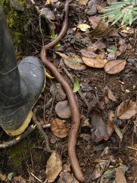 O Livro Da Natureza Vermes E Anelídeos