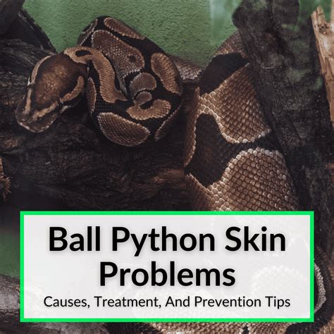 6 Ball Python Skin Problems Causes Treatment And Prevention Tips