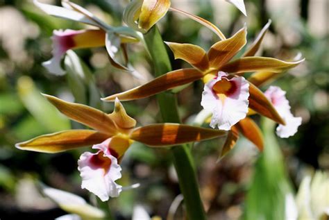 鲜花养护鹤顶兰的繁殖方式以及作用用途 好花网